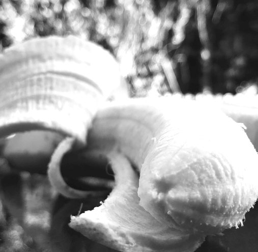 Digital Gypsy EDIBLE GARDENS – Sublime Studios