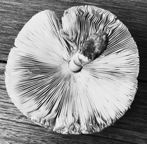 Digital Gypsy EDIBLE GARDENS – Sublime Studios